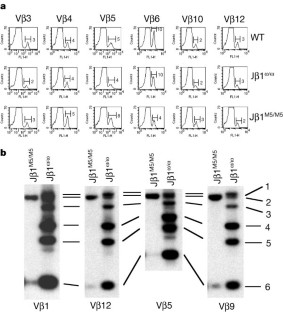 Recombination signal sequences restrict chromosomal V(D)J recombination ...