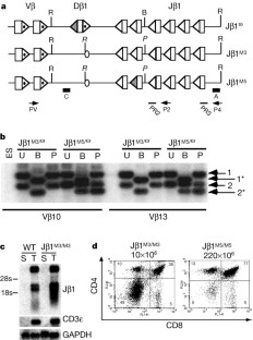 Recombination signal sequences restrict chromosomal V(D)J recombination ...