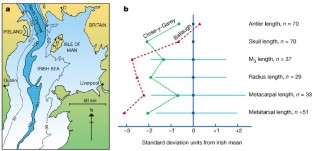 Survival of the Irish elk into the Holocene | Nature