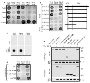 The cell-polarity protein Par6 links Par3 and atypical protein kinase C ...