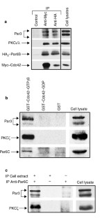 The cell-polarity protein Par6 links Par3 and atypical protein kinase C ...
