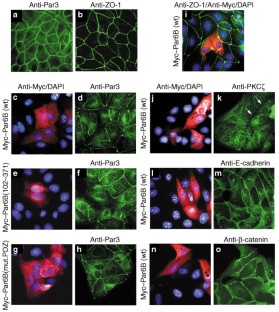 The cell-polarity protein Par6 links Par3 and atypical protein kinase C ...
