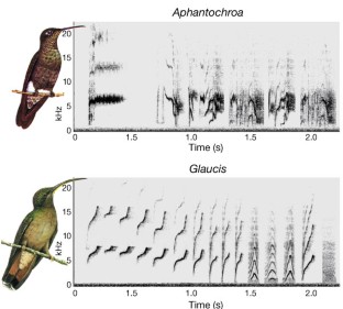 Behaviourally driven gene expression reveals song nuclei in hummingbird ...