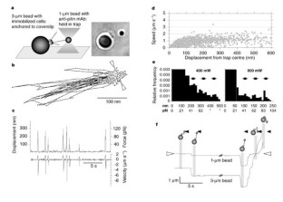 Pilus retraction powers bacterial twitching motility | Nature