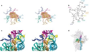 Functional insights from the structure of the 30S ribosomal subunit and ...