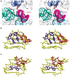 Functional insights from the structure of the 30S ribosomal subunit and ...