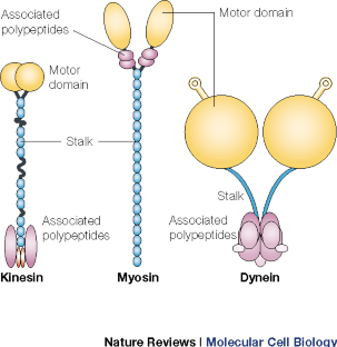 Walking on two heads: the many talents of kinesin | Nature Reviews ...