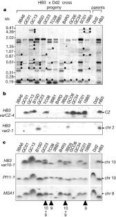 Frequent ectopic recombination of virulence factor genes in telomeric ...