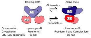 Structural basis of glutamate recognition by a dimeric metabotropic ...
