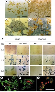 Flk1-positive cells derived from embryonic stem cells serve as vascular ...
