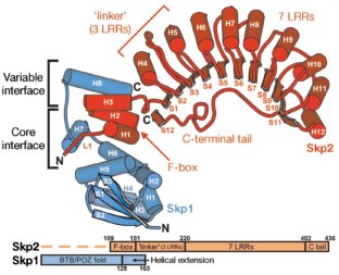 Insights into SCF ubiquitin ligases from the structure of the Skp1–Skp2 ...