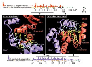 Insights into SCF ubiquitin ligases from the structure of the Skp1–Skp2 ...