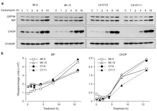 Upregulation of BiP and CHOP by the unfolded-protein response is ...