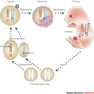 Genomic imprinting: parental influence on the genome | Nature Reviews ...