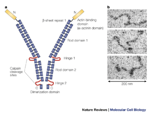 Filamins as integrators of cell mechanics and signalling | Nature ...