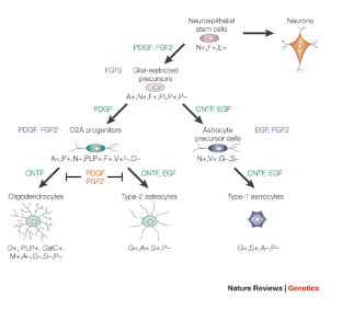 Gliomagenesis: genetic alterations and mouse models | Nature Reviews ...
