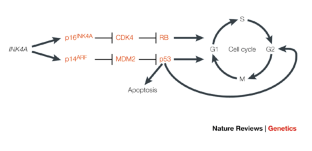 Gliomagenesis: genetic alterations and mouse models | Nature Reviews ...