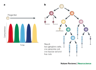 Vertebrate neural cell-fate determination: Lessons from the retina ...