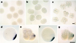 macho-1 encodes a localized mRNA in ascidian eggs that specifies muscle ...