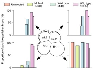 macho-1 encodes a localized mRNA in ascidian eggs that specifies muscle ...