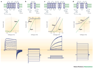 Potassium leak channels and the KCNK family of two-p-domain subunits ...