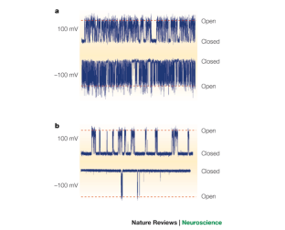 Potassium leak channels and the KCNK family of two-p-domain subunits ...