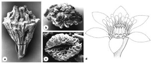Fossil evidence of water lilies (Nymphaeales) in the Early Cretaceous ...