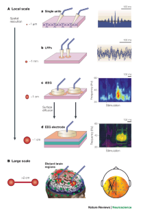 The brainweb: Phase synchronization and large-scale integration | Nature Reviews Neuroscience