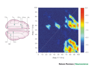 The brainweb: Phase synchronization and large-scale integration | Nature Reviews Neuroscience