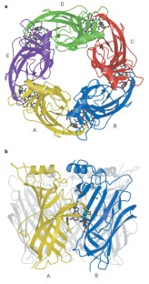 Crystal structure of an ACh-binding protein reveals the ligand-binding ...