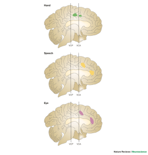 Primate anterior cingulate cortex: Where motor control, drive and ...