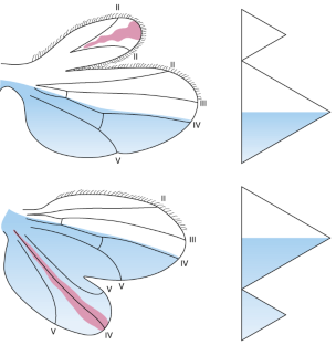 Morphogens: how big is the big picture? | Nature Cell Biology