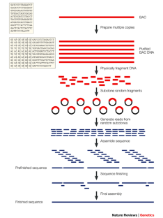 Strategies for the systematic sequencing of complex genomes | Nature ...