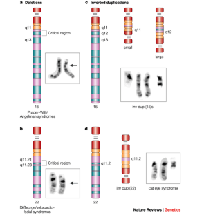 Segmental duplications: an 'expanding' role in genomic instability and ...