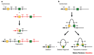 Segmental duplications: an 'expanding' role in genomic instability and ...
