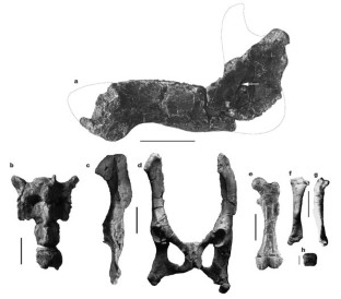 The earliest known fully quadrupedal sirenian | Nature
