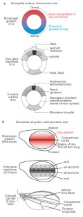 Morphogen gradient interpretation | Nature