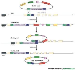 Bac to the future: The use of bac transgenic mice for neuroscience ...