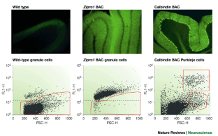 Bac to the future: The use of bac transgenic mice for neuroscience ...