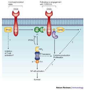 T-cell regulation by CD28 and CTLA-4 | Nature Reviews Immunology