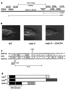Evidence for evolutionary conservation of sex-determining genes | Nature