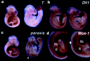 Three neural tubes in mouse embryos with mutations in the T-box gene ...