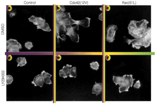 Cdc42 and Rac1 induce integrin-mediated cell motility and invasiveness ...