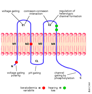 One connexin, two diseases | Nature Genetics