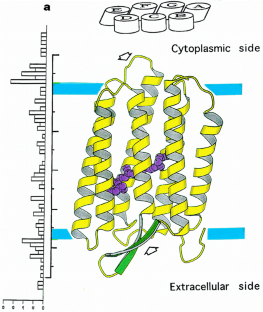 Surface of bacteriorhodopsin revealed by high-resolution electron ...
