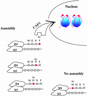 Histone acetylation in chromatin structure and transcription | Nature