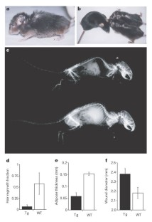 p53 mutant mice that display early ageing-associated phenotypes | Nature