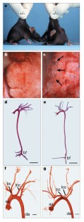 Fibulin-5 is an elastin-binding protein essential for elastic fibre ...