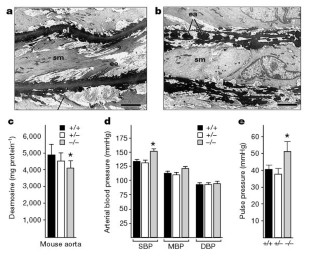 Fibulin-5 is an elastin-binding protein essential for elastic fibre ...