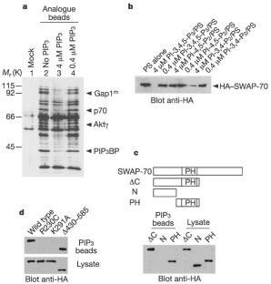 SWAP-70 is a guanine-nucleotide-exchange factor that mediates ...